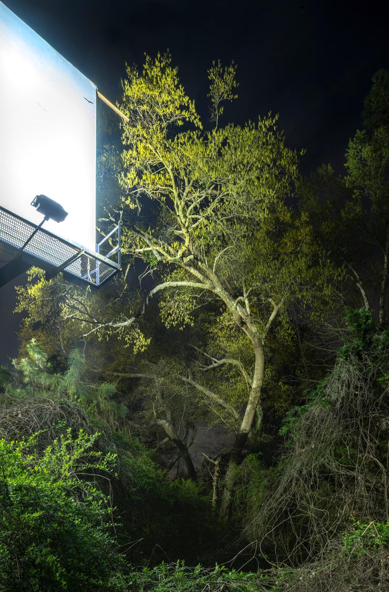 Peter Essick - "Water Oak #2, Stone Mountain, GA" Anthropocene ...