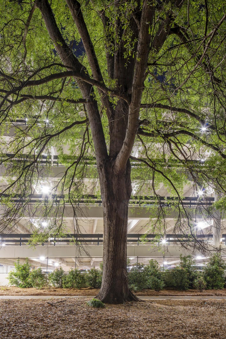 Peter Essick - "Water Oak #4, Decatur, GA" Anthropocene landscape ...