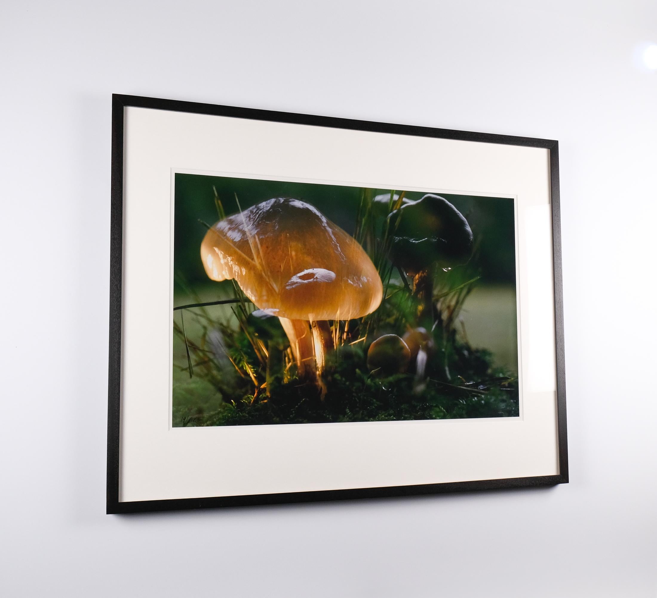 Peter Fischli and David Weiss "Untitled (Mushroom), 2006" Limited ...