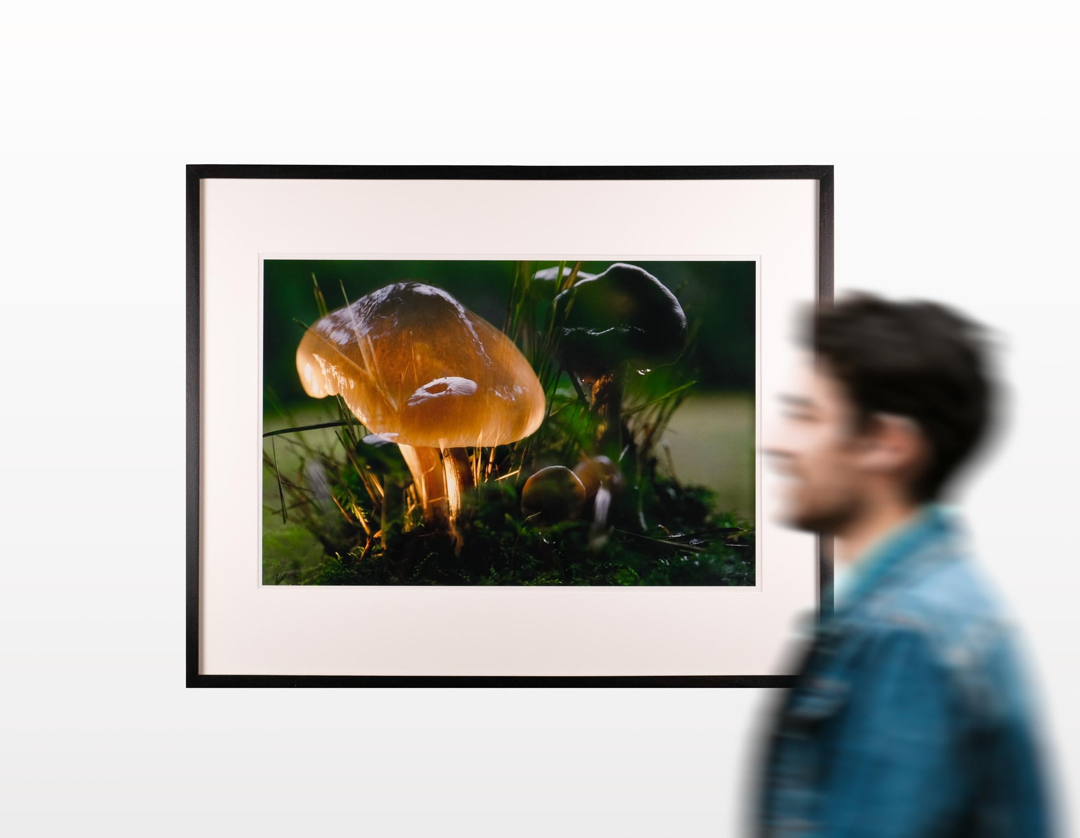 Peter Fischli and David Weiss "Untitled (Mushroom), 2006" Limited ...