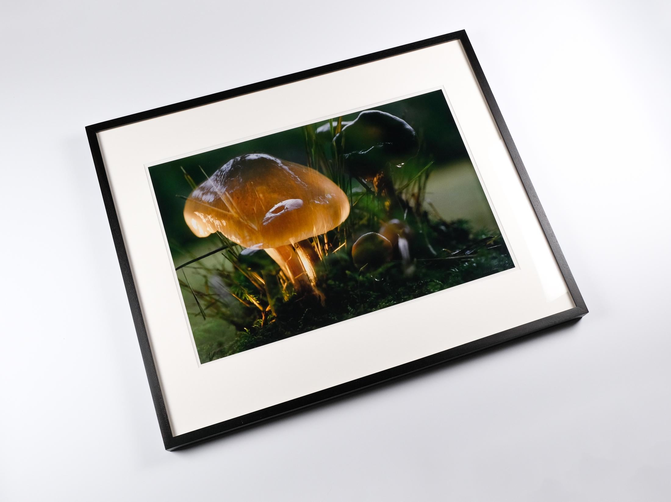 Peter Fischli and David Weiss "Untitled (Mushroom), 2006" Limited ...