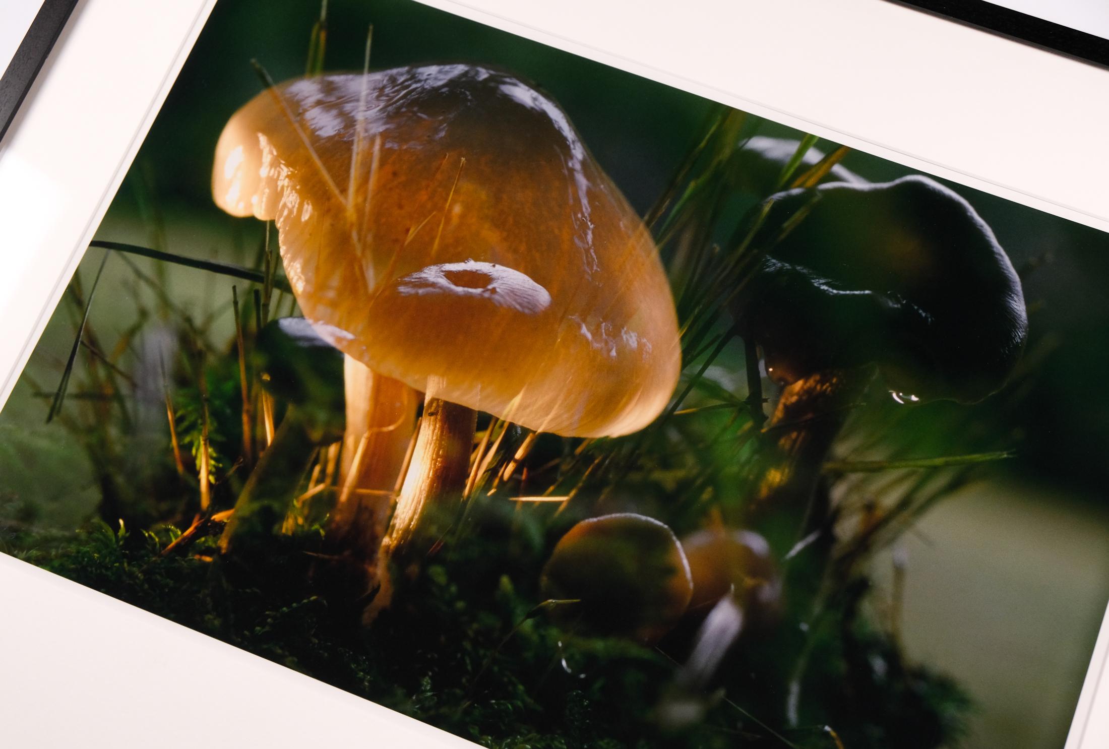 Peter Fischli and David Weiss "Untitled (Mushroom), 2006" Limited ...