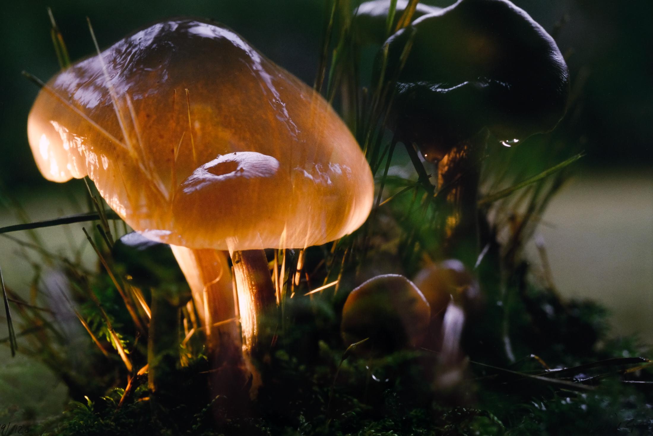 Peter Fischli and David Weiss "Untitled (Mushroom), 2006" Limited ...