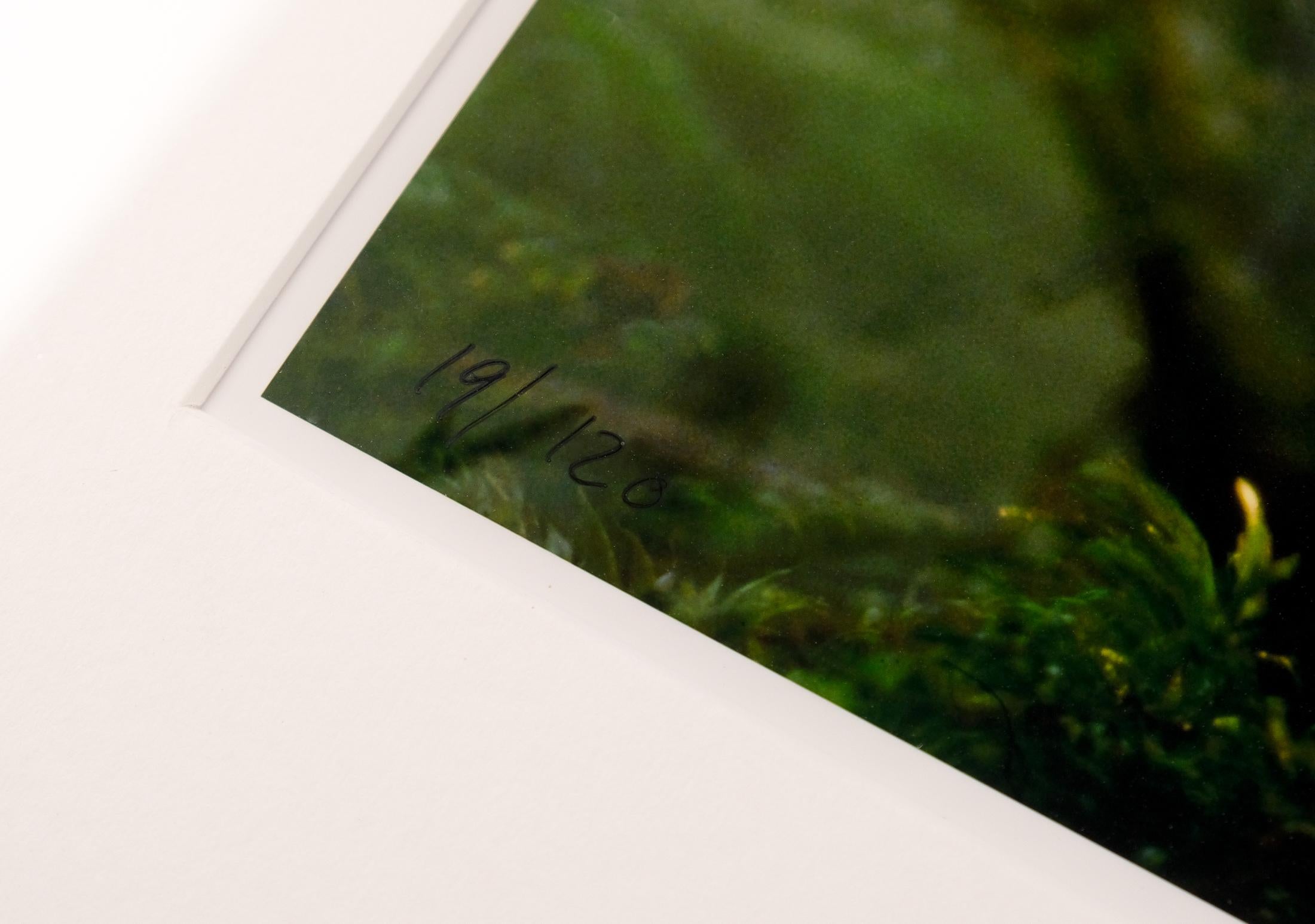 Peter Fischli and David Weiss "Untitled (Mushroom), 2006" Limited ...