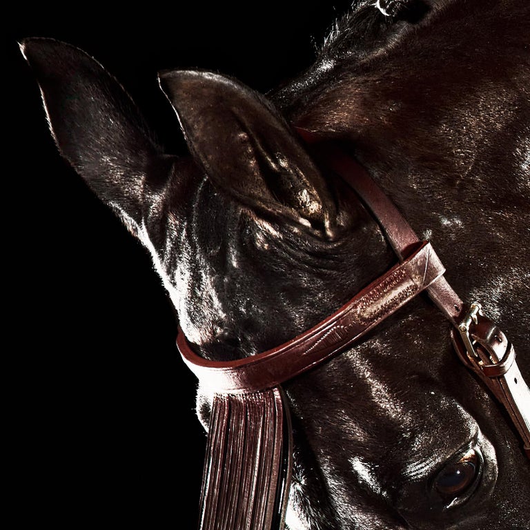 Peter Ridge - Horse 3 - Signed limited edition archival pigment print ...