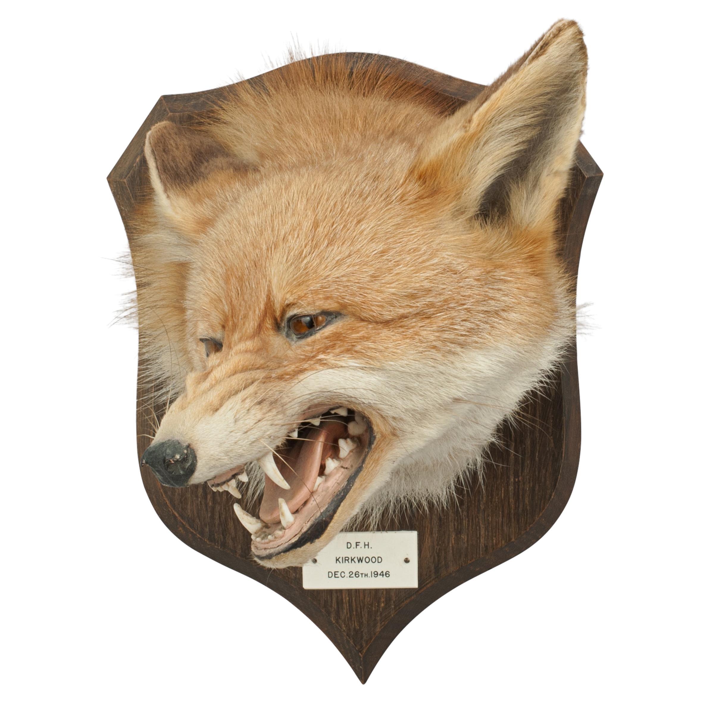 Taxidermy Mount of a Greater Rhea on an Antique Wooden Basement at 1stDibs