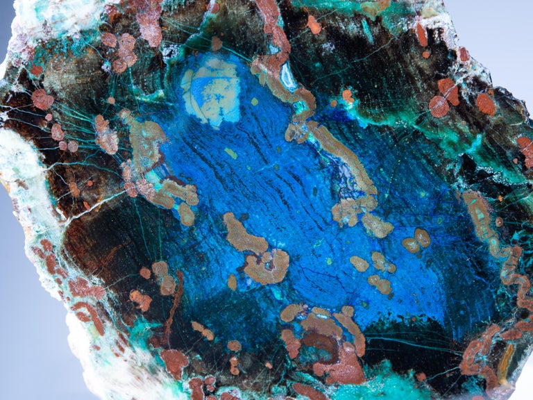 Petrified Fossil Colla Wood - Azurite and Malachite For Sale at 1stDibs