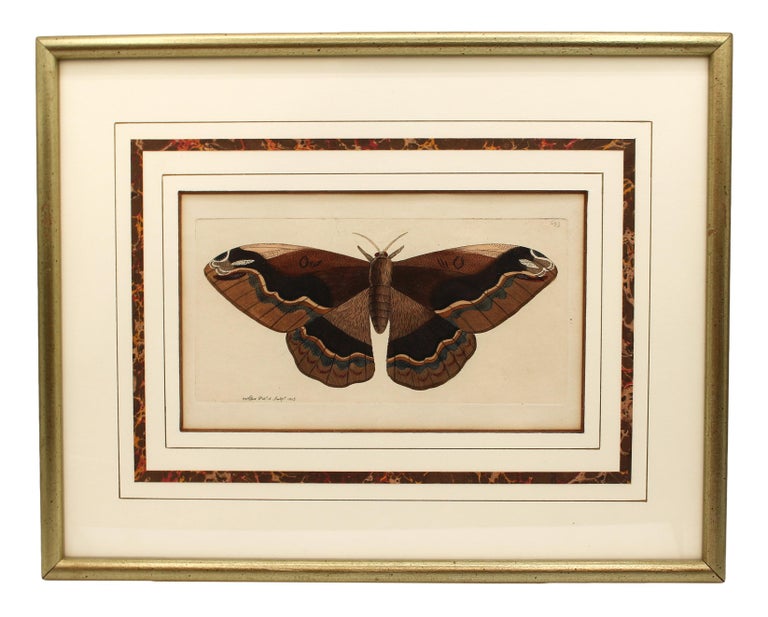 "Phalaena Sylla" Engraving by Frederick Polydore Nodder For Sale at 1stDibs