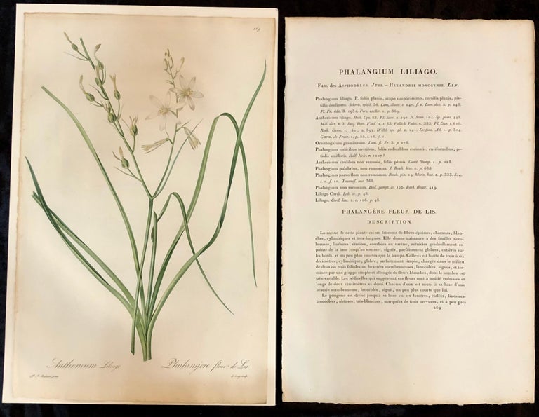 Phalangium Liliago Hand Colored Engraving Signed P.J. Redoute For Sale ...