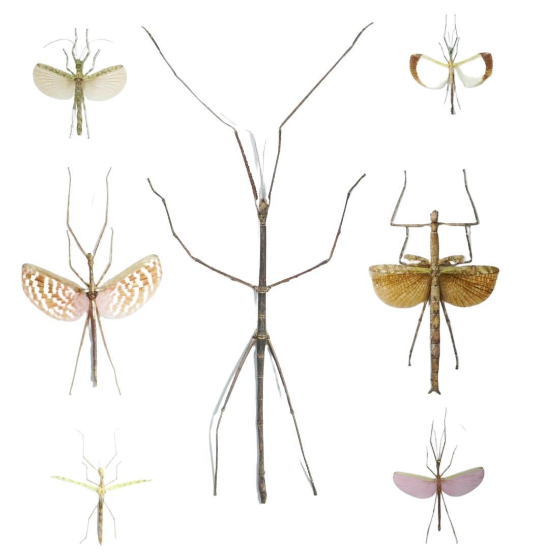 Exceptional Insect Taxidermy Mounted in Glassed Frame at 1stDibs