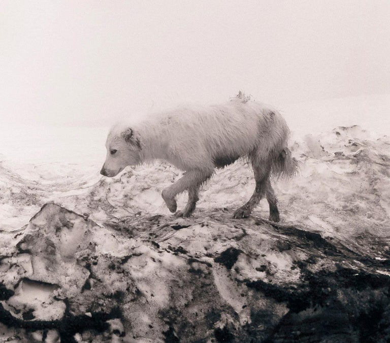 Philip Holsinger - Ice-Covered Guardian Dog on Glacier (1/10) For Sale ...