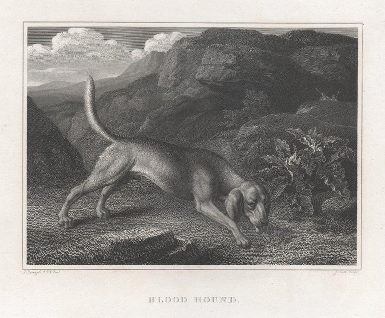 Bloodhound, early 19th century English dog engraving For Sale at 1stDibs