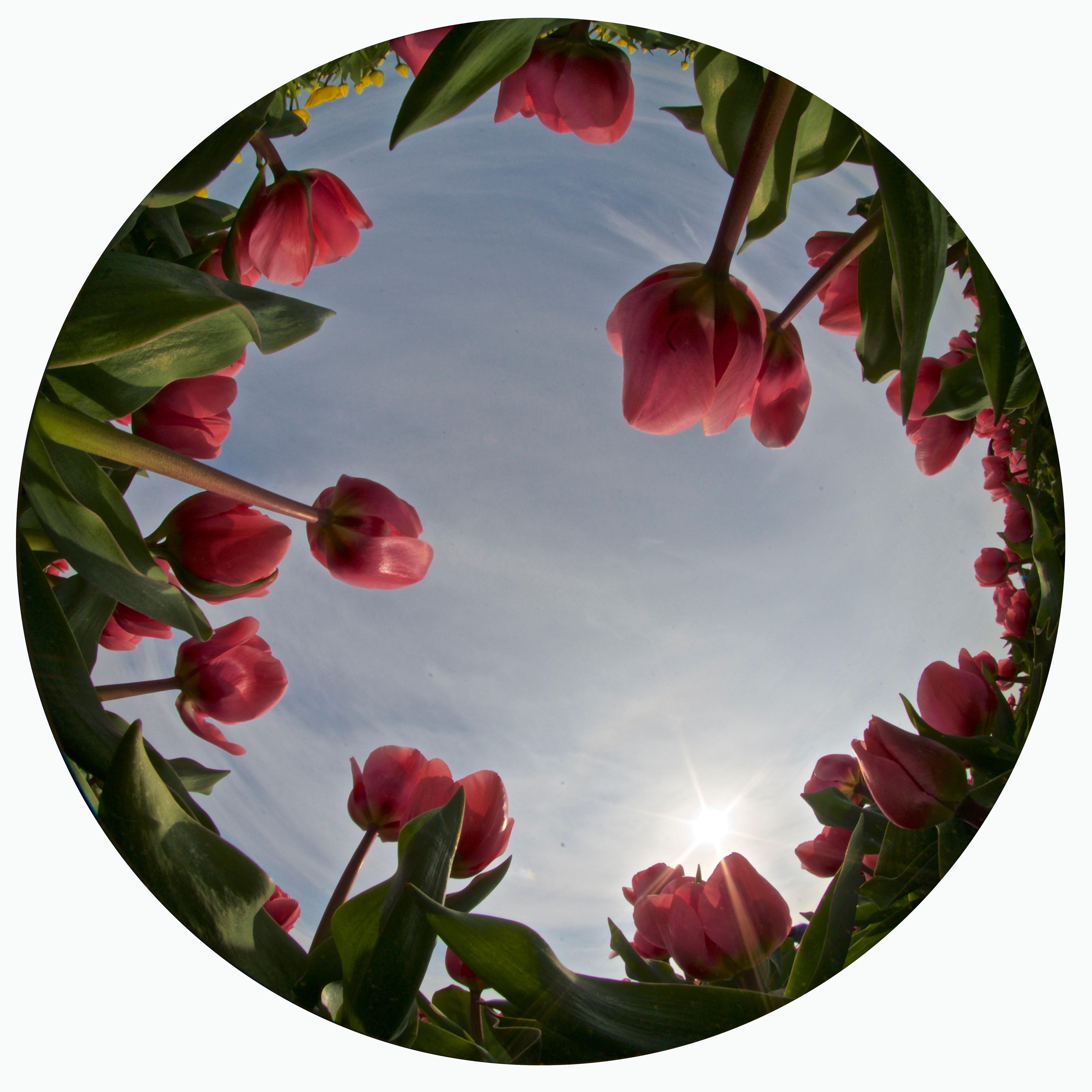 Philip Shalam - TULIPS - 4 CONTEMPORARY FISHEYE PHOTOGRAPHS BY PHILIP ...