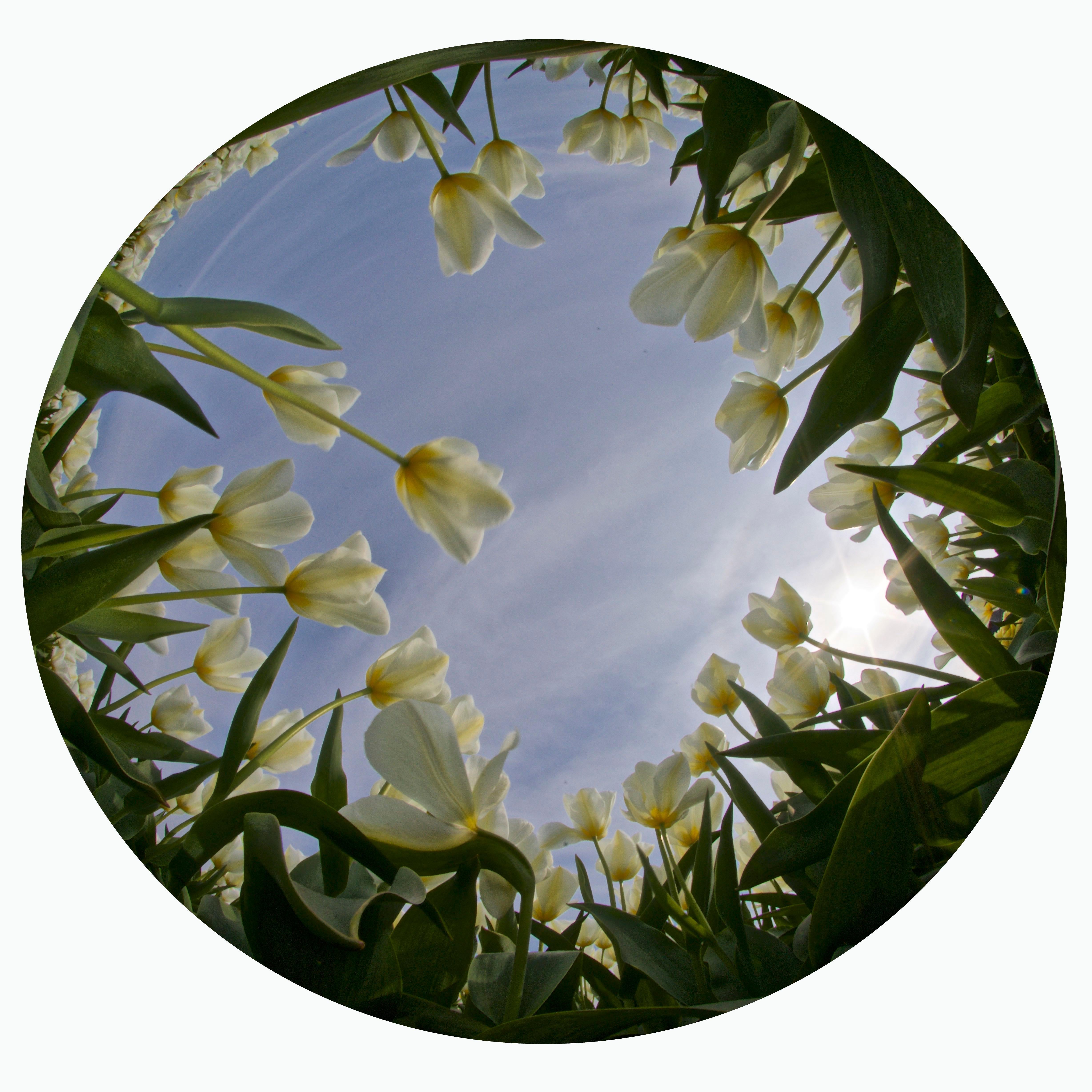 Philip Shalam - TULIPS - 4 CONTEMPORARY FISHEYE PHOTOGRAPHS BY PHILIP ...