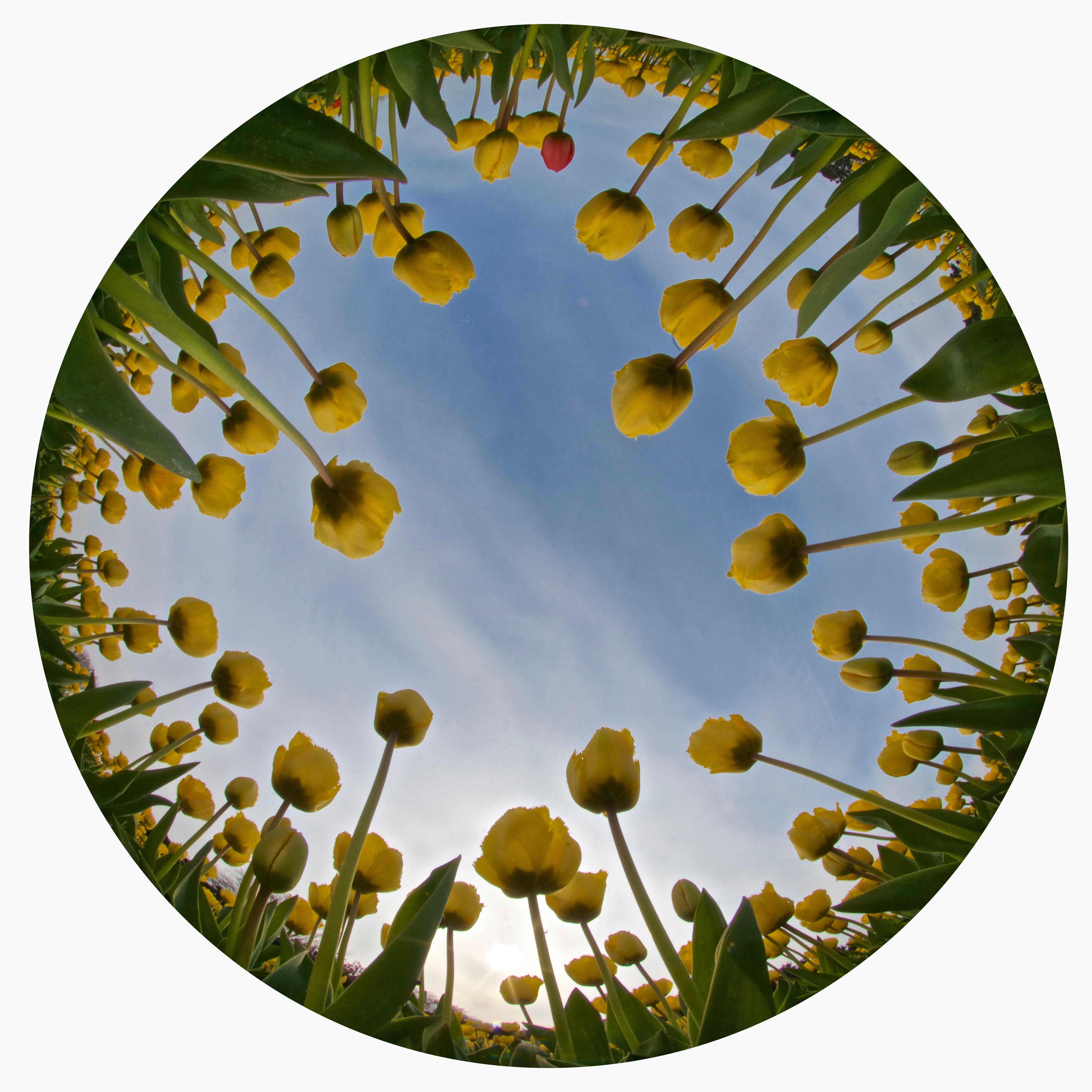 Philip Shalam - TULIPS - 4 CONTEMPORARY FISHEYE PHOTOGRAPHS BY PHILIP ...