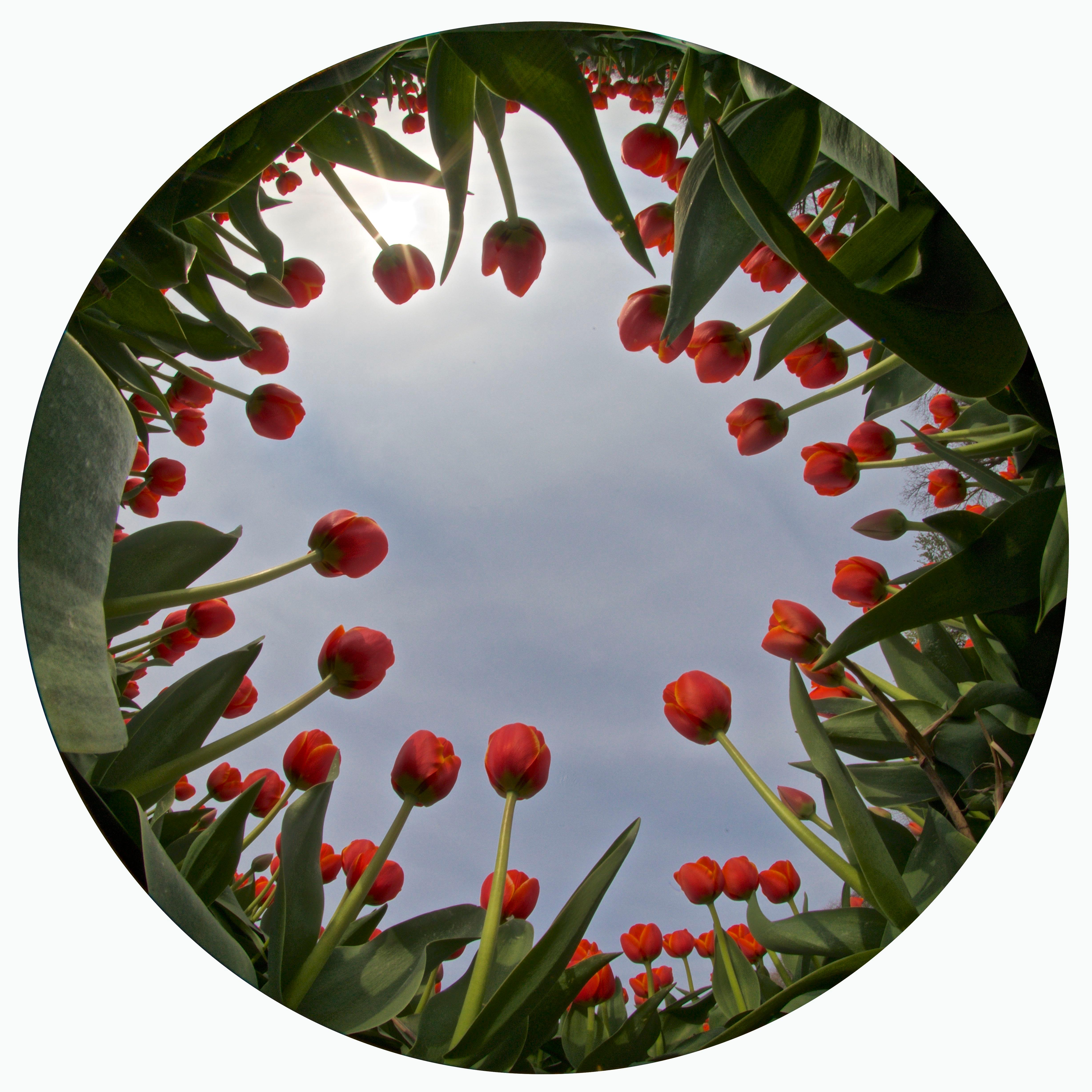 Philip Shalam - TULIPS - 4 CONTEMPORARY FISHEYE PHOTOGRAPHS BY PHILIP ...