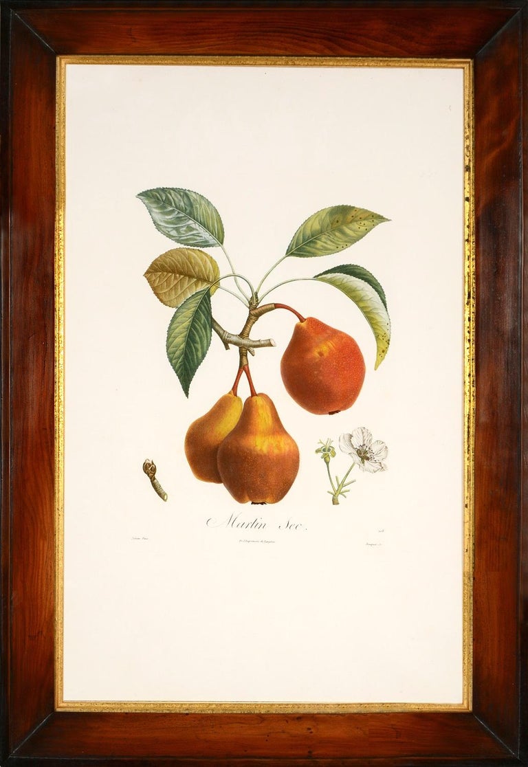 A Group of Six Pears. For Sale at 1stDibs