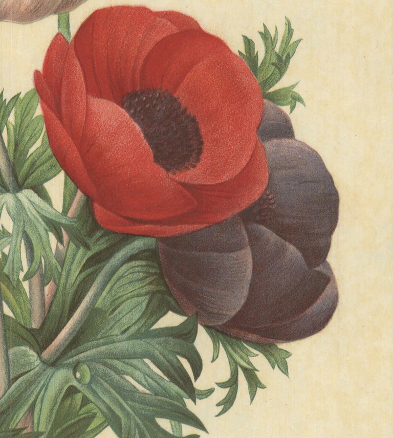 1939 Pierre-Joseph Redoute 'Anemone Simplex' France Lithograph For Sale ...
