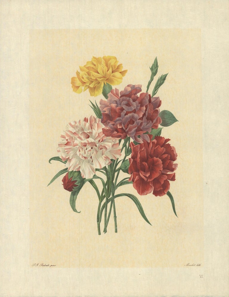 1939 Pierre-Joseph Redoute 'Oeillet, Variete' France Lithograph at 1stDibs