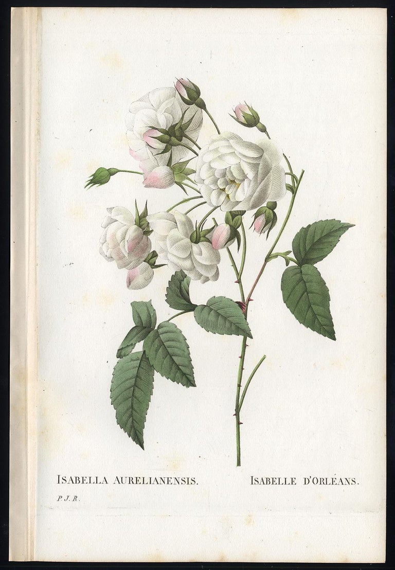 Pierre-Joseph Redouté - Isabelle Orleans by Redoute - Les Roses ...