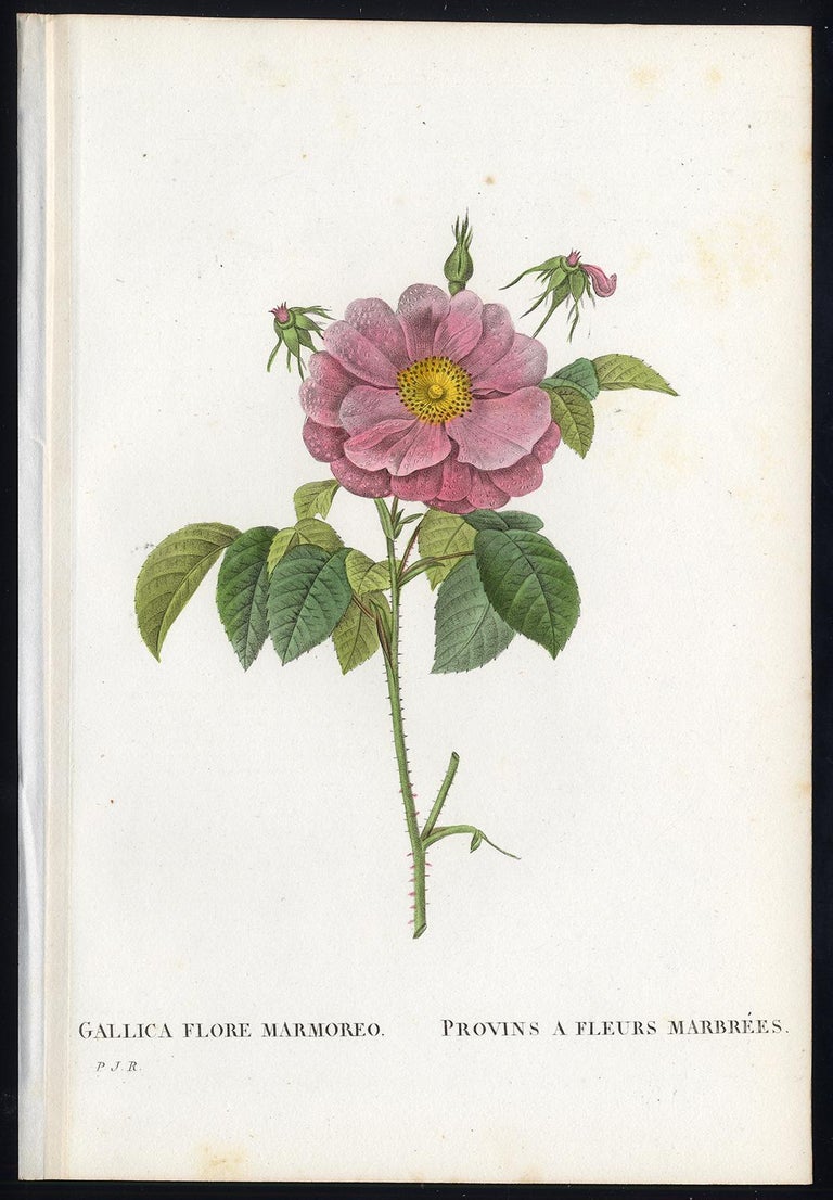 Pierre-Joseph Redouté - Marbled French Rose by Redoute - Handcoloured ...