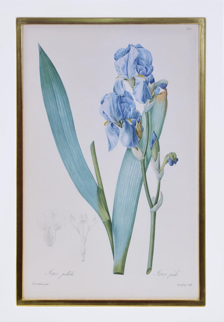Pierre-Joseph Redouté - REDOUTÉ. Group of Twelve Irises at 1stDibs