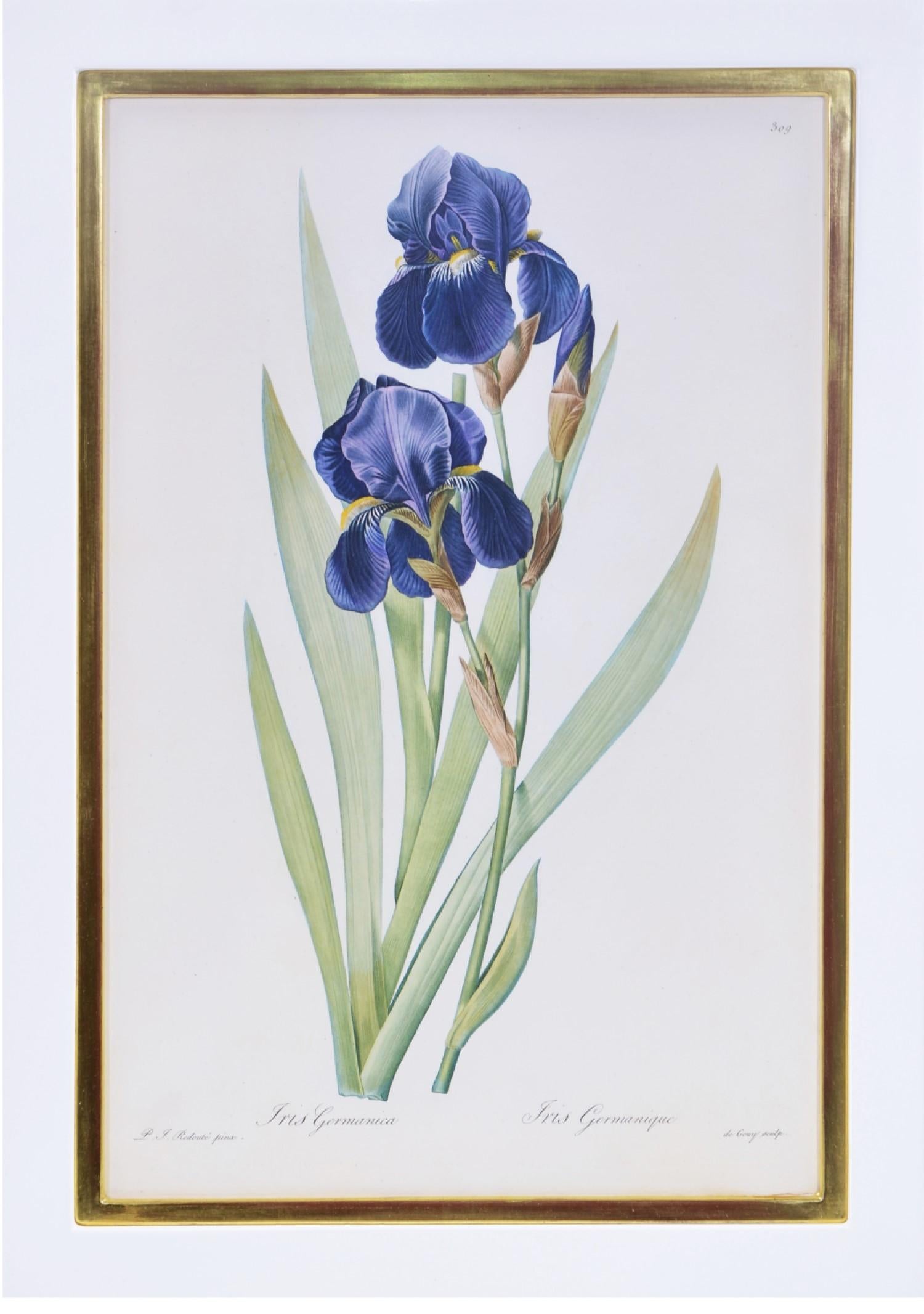 Pierre-Joseph Redouté - Redoute, Set of Twelve Irises, stipple-engraved ...