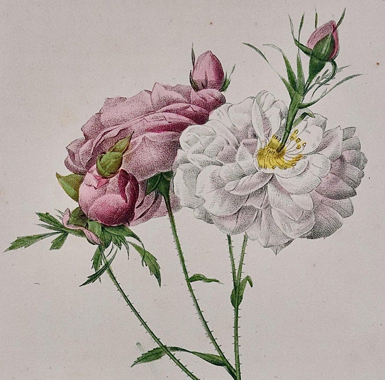 Pierre-Joseph Redouté - Rosa Damacena Celsiana (Roses): Original 19th C ...