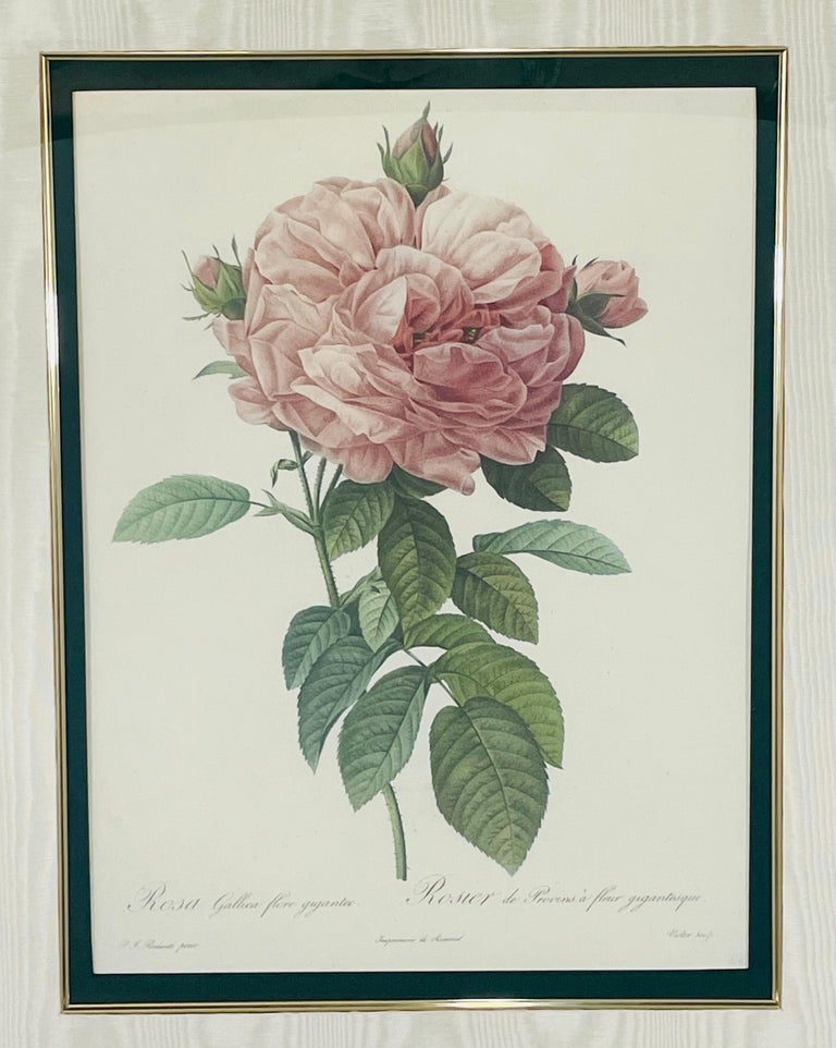 Pierre Redoute Botanical Lithograph Print, a Bombay and Co collection ...
