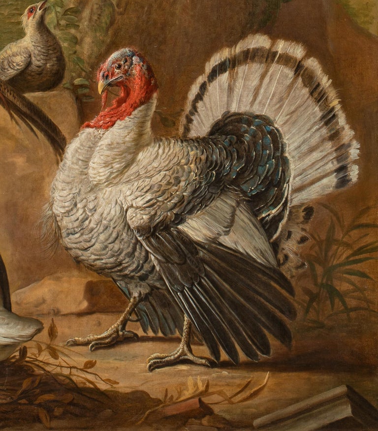 Turkey, Ducks, Ducklings and Various Birds In A Woodland Landscape ...