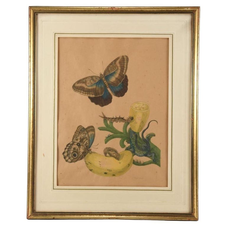 Pieter Sluyter Colored Copper Engraving After Merian 1H153 En vente sur ...