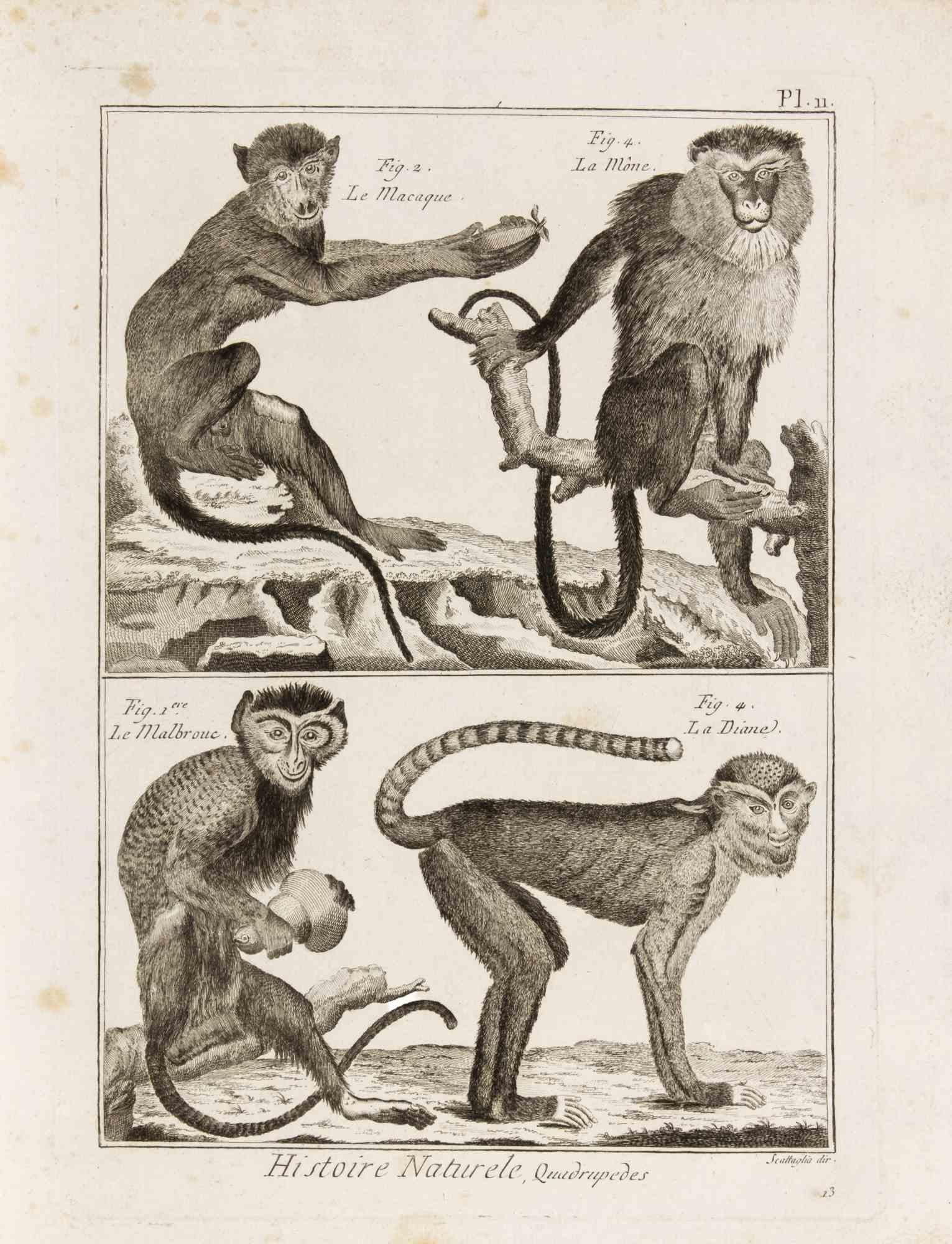 Pietro Scattaglia - Le Malbrouc, Le Macaque, La Mone et La Diane ...