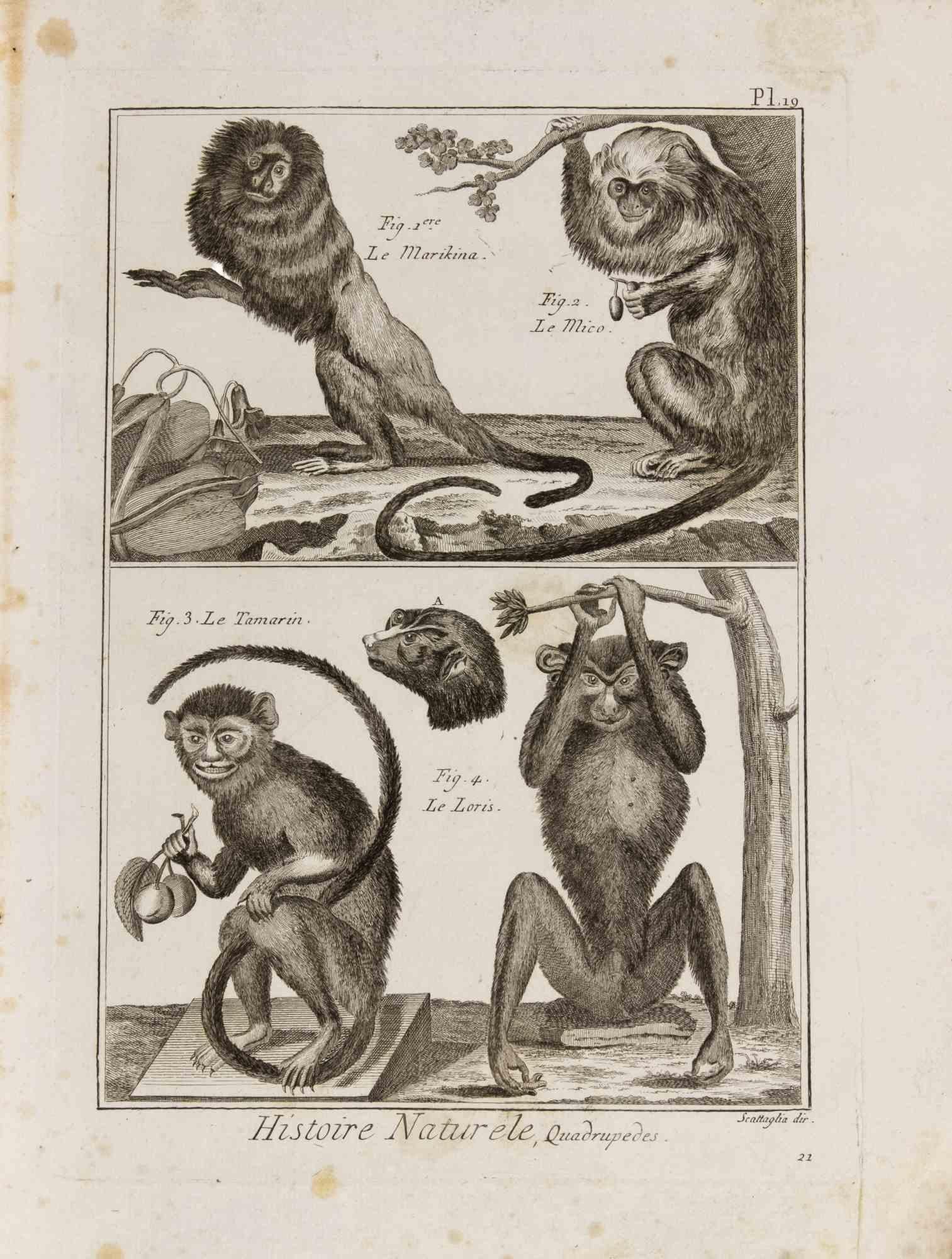Pietro Scattaglia - Le Malbrouc, Le Macaque, La Mone et La Diane ...