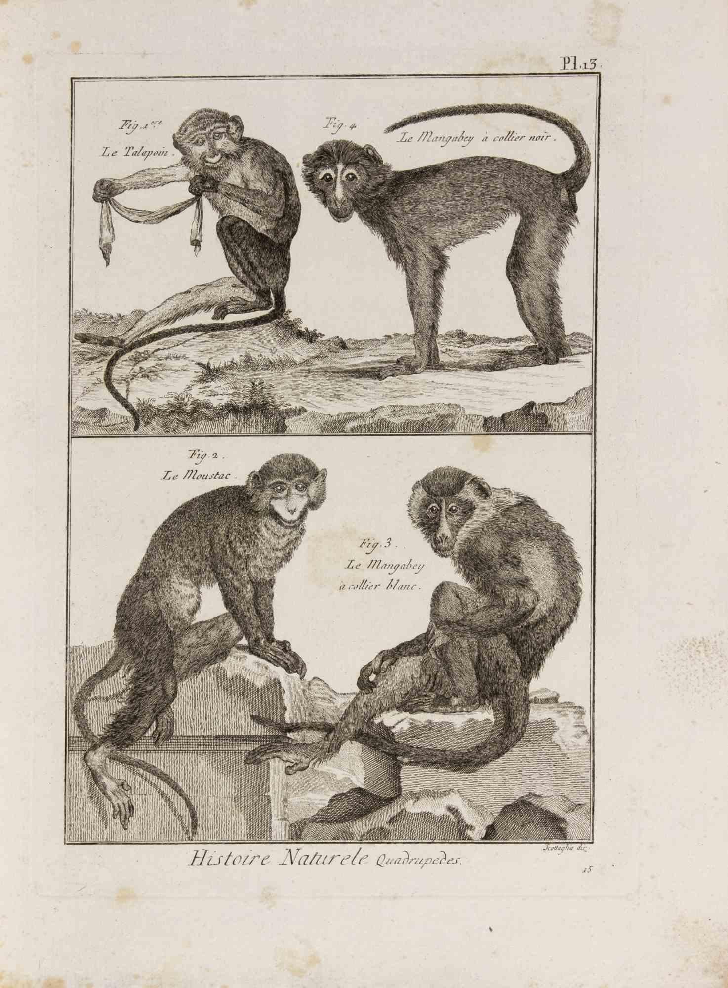 Pietro Scattaglia - Le Malbrouc, Le Macaque, La Mone et La Diane ...