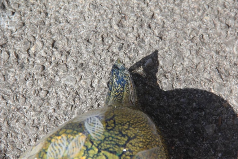 Pigeon Murano Art Glass Green Gold White Blue Zanfirico AVEM Design ...