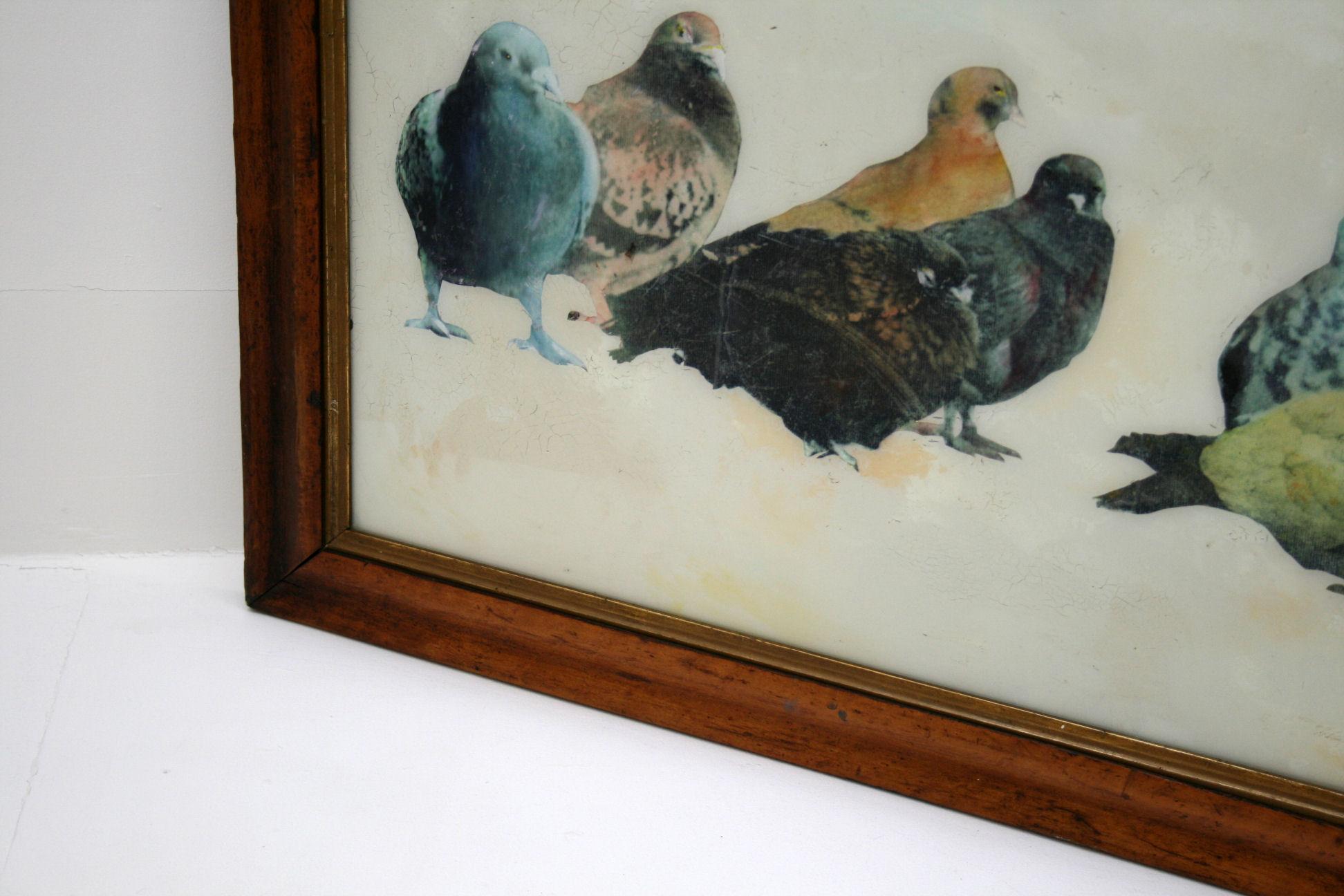 Pigeons 21 by Huw Griffith For Sale at 1stDibs