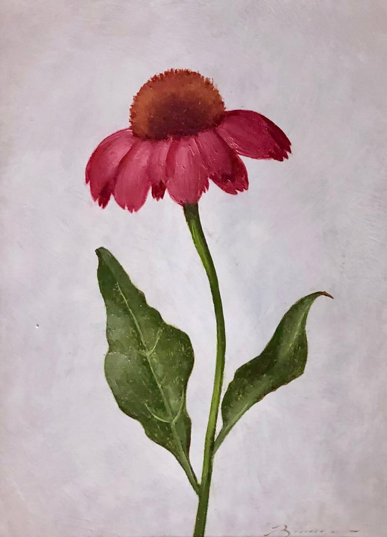 Piper Bangs - Red Echinacea For Sale at 1stDibs