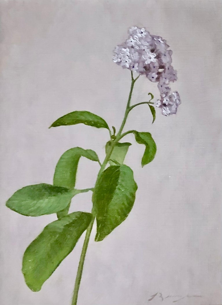 Piper Bangs - White Heliotrope For Sale at 1stDibs
