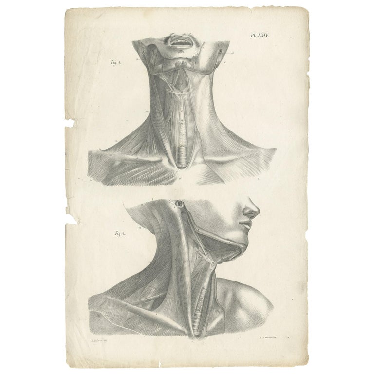 Pl. LXIV Antique Anatomy / Medical Print of the Neck muscles by Cloquet ...