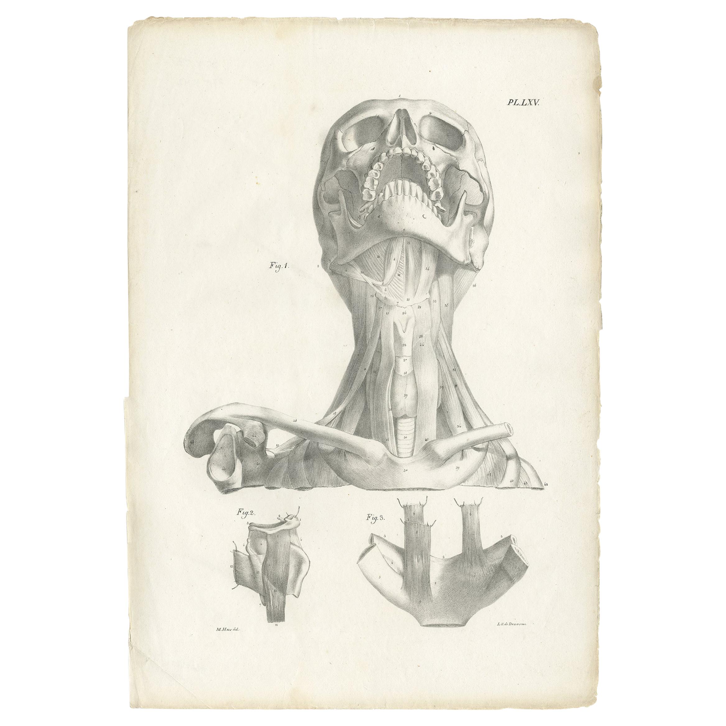 Skeleton c.1900 Antique Anatomy Print Lithograph SEE DESCRIPTION Colour ...