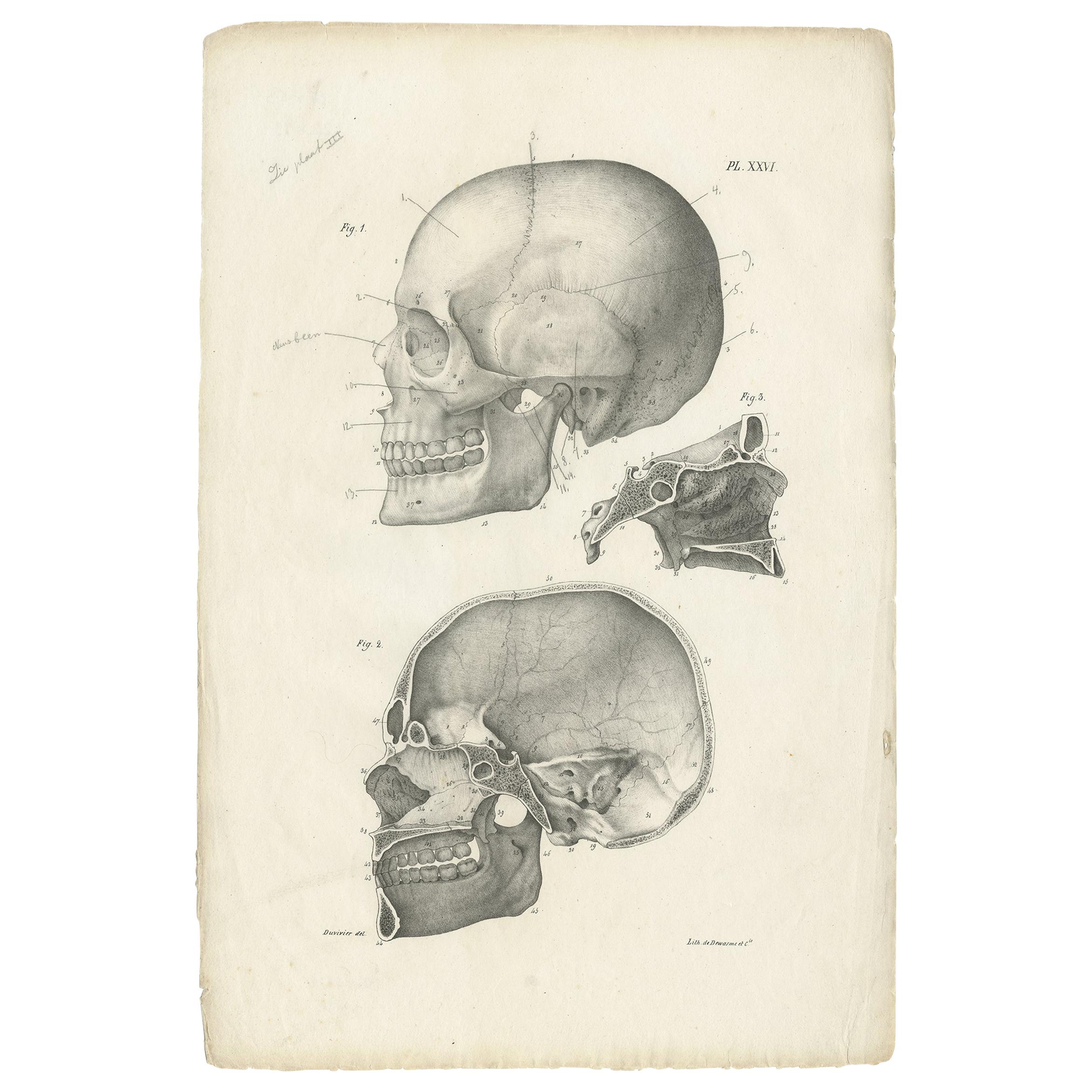 Set Of 4 Skull Art Bone Anatomy Prints Pelvis Scapula From Original set-of-4-skull-art-bone-anatomy-prints-pelvis-scapula-from-original