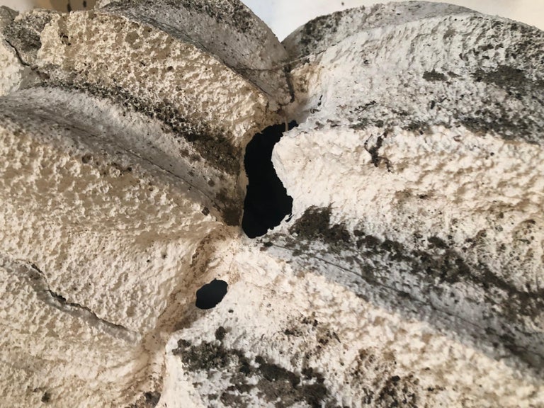 Plaster Shell For Sale at 1stDibs