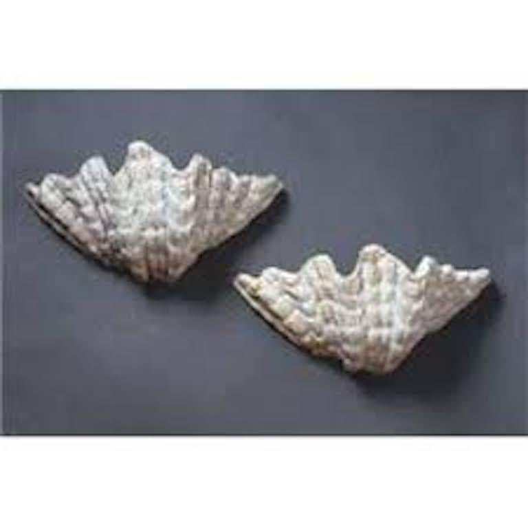 Plaster Shell Sculpted Sconce For Sale at 1stDibs