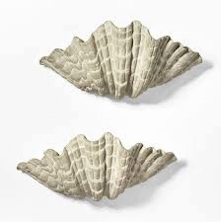 Plaster Shell Sculpted Sconce For Sale at 1stDibs