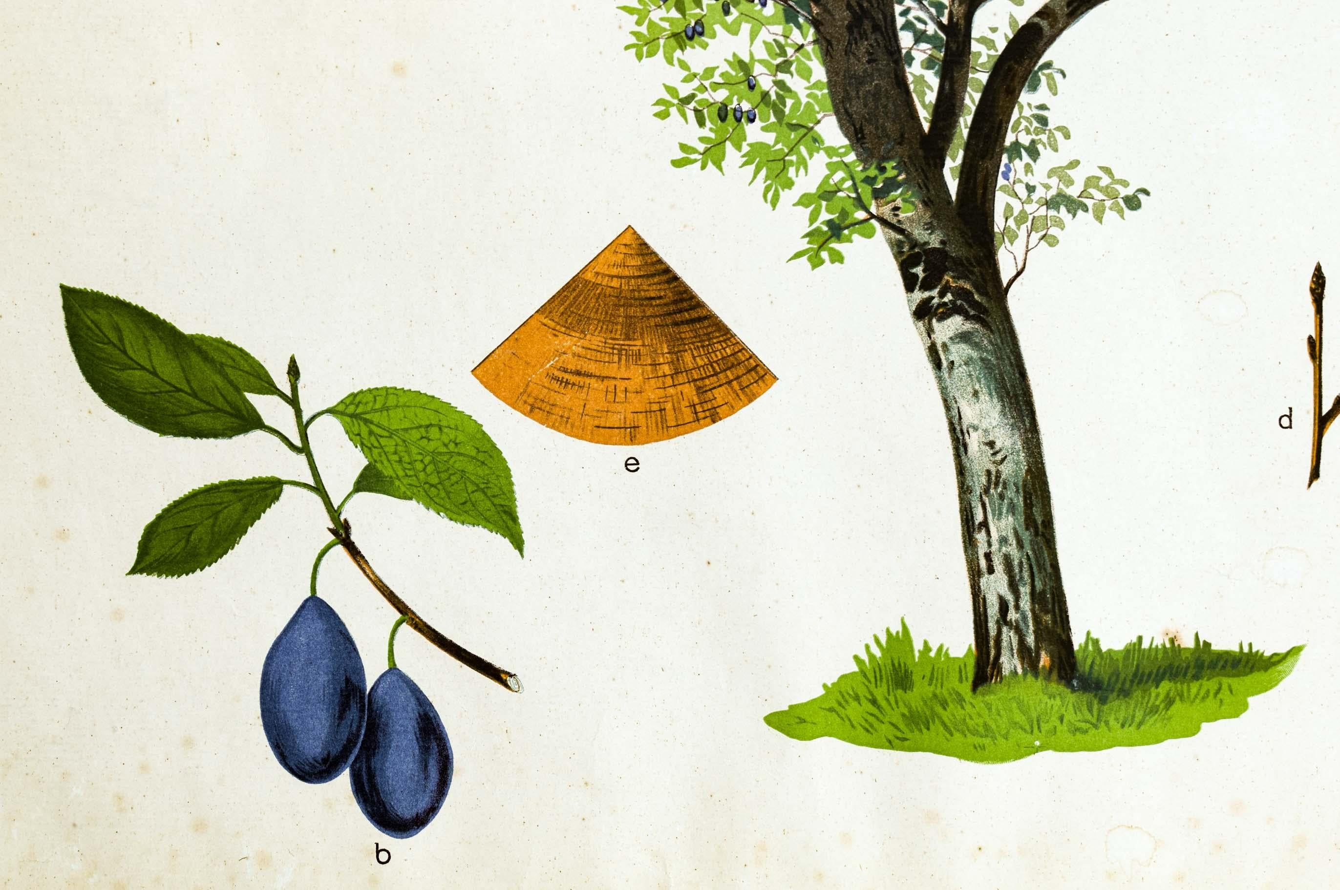 Plum, Rare Vintage Botanical Wallchart For Sale at 1stDibs