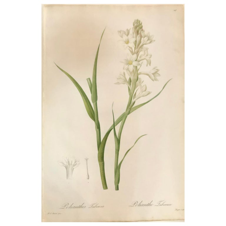 Gravure de Polianthes Tuberosa colorée à la main signée P.J. Redoute En ...