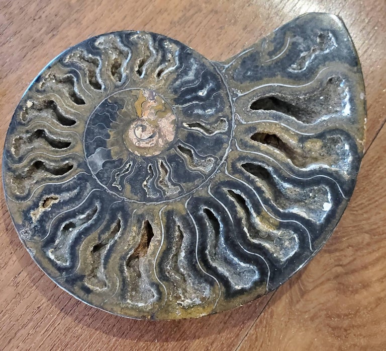 Polished Fossilized Ammonite Shell at 1stDibs