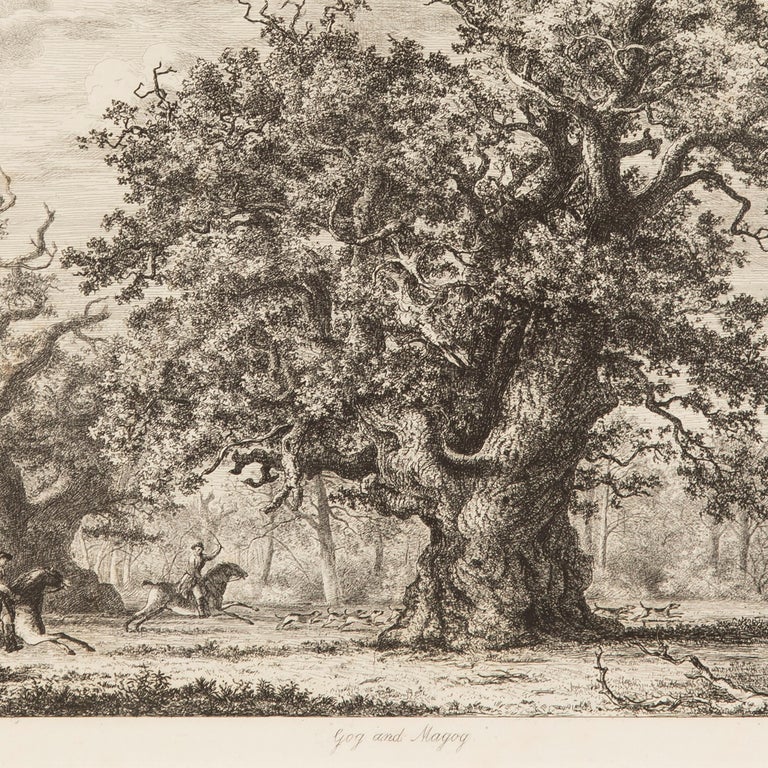 'Portraits of Forest Trees' Engravings by Jacob George Strut at 1stDibs