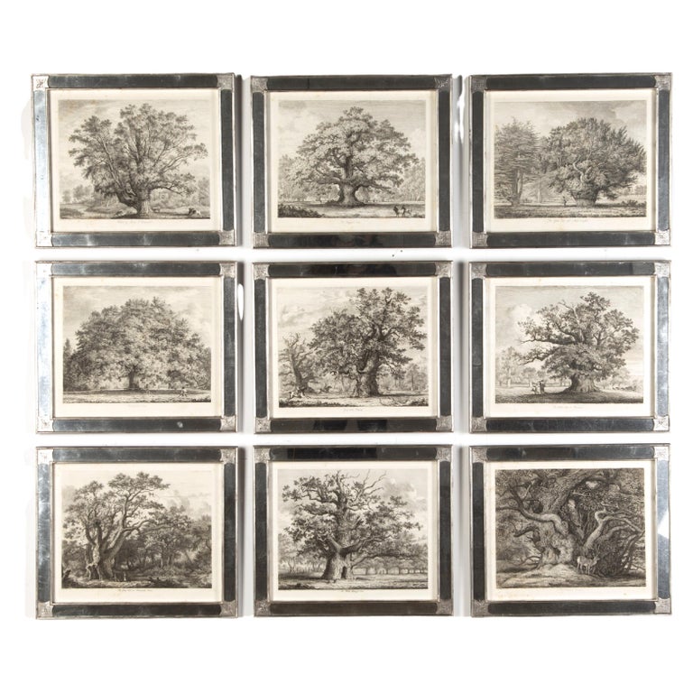 'Portraits of Forest Trees' Engravings by Jacob George Strut at 1stDibs