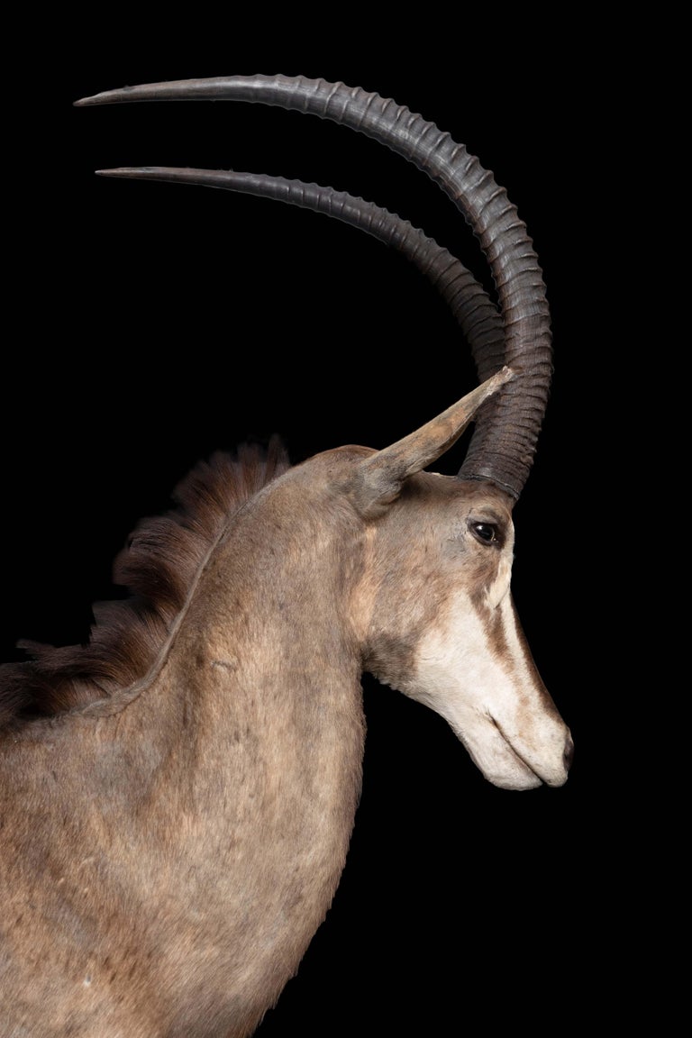 Premier Quality Sable Pedestal Mount For Sale at 1stDibs